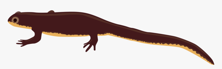 Newt Png, Transparent Png , Transparent Png Image - PNGitem