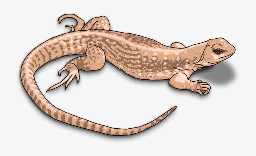 Newt Clipart Transparent - Clipart Lizard, HD Png Download ...