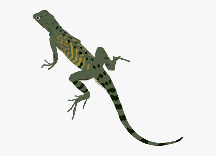 Green Black Lizard Clip - Lizard Clipart No Background, HD Png Download ...