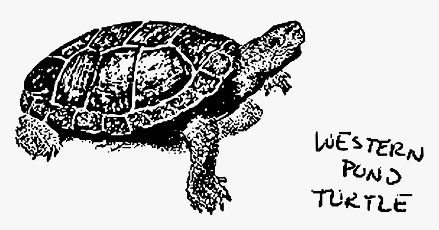 Transparent Pond Clipart - Western Pond Turtle Cartoon, HD Png Download ...