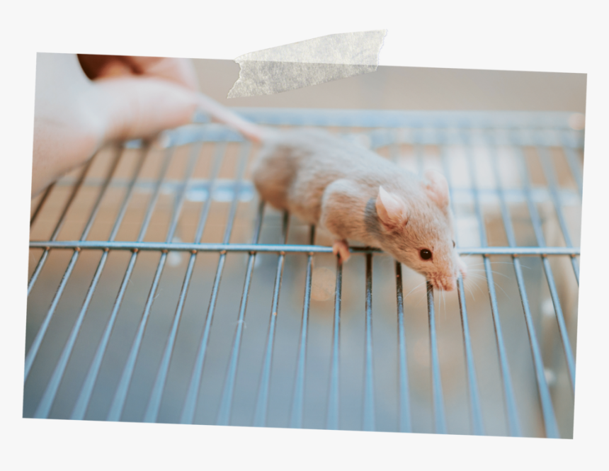 Lab Mouse - Laboratory Mouse, HD Png Download , Transparent Png Image ...
