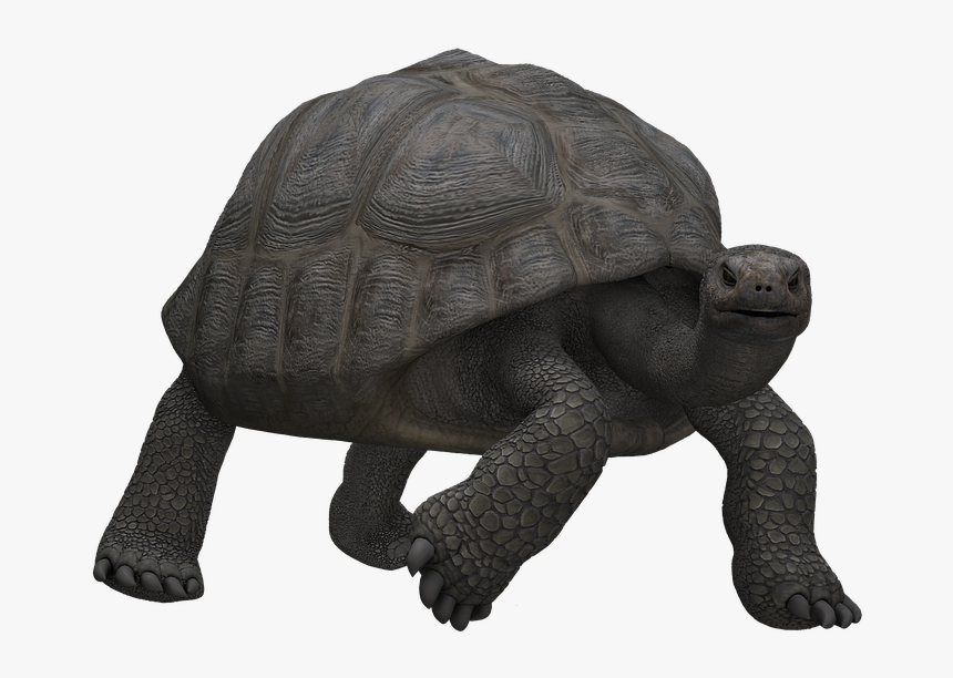 Turtle, Panzer, Animal, Mammal, Digital Art, Isolated - Skildpadde Png ...
