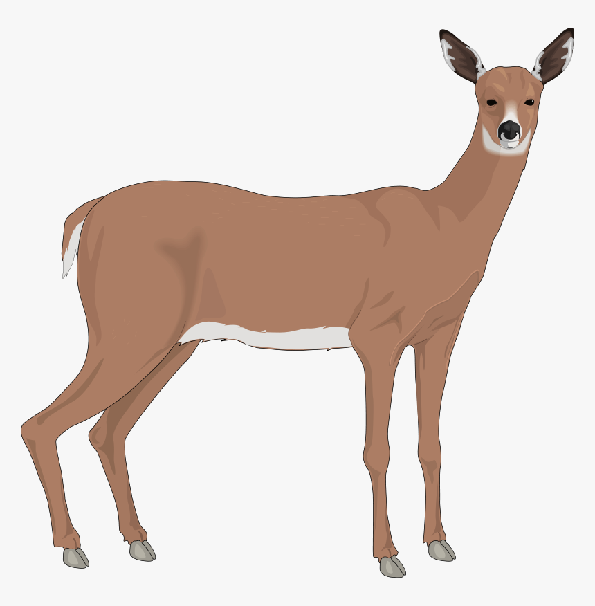 Doe Desktop Backgrounds Free - Doe Clipart, HD Png Download ...