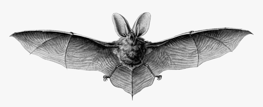 Brown Long-eared Bat Clip Arts - Brown Long Eared Bat Drawing, HD Png ...