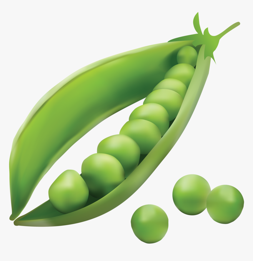 Seed Dispersal By Animals Clipart Png