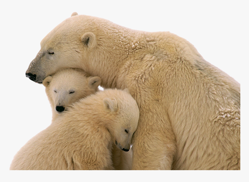Snow Bear Png Image - Polar Bear With Baby Png, Transparent Png ...