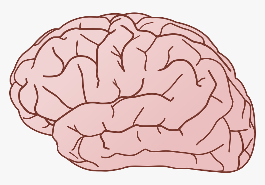 Thumb Image - Brains Clipart, HD Png Download , Transparent Png Image ...