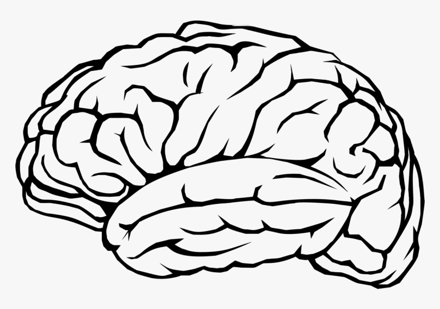 Brain Outline Transparent Background, HD Png Download , Transparent Png ...