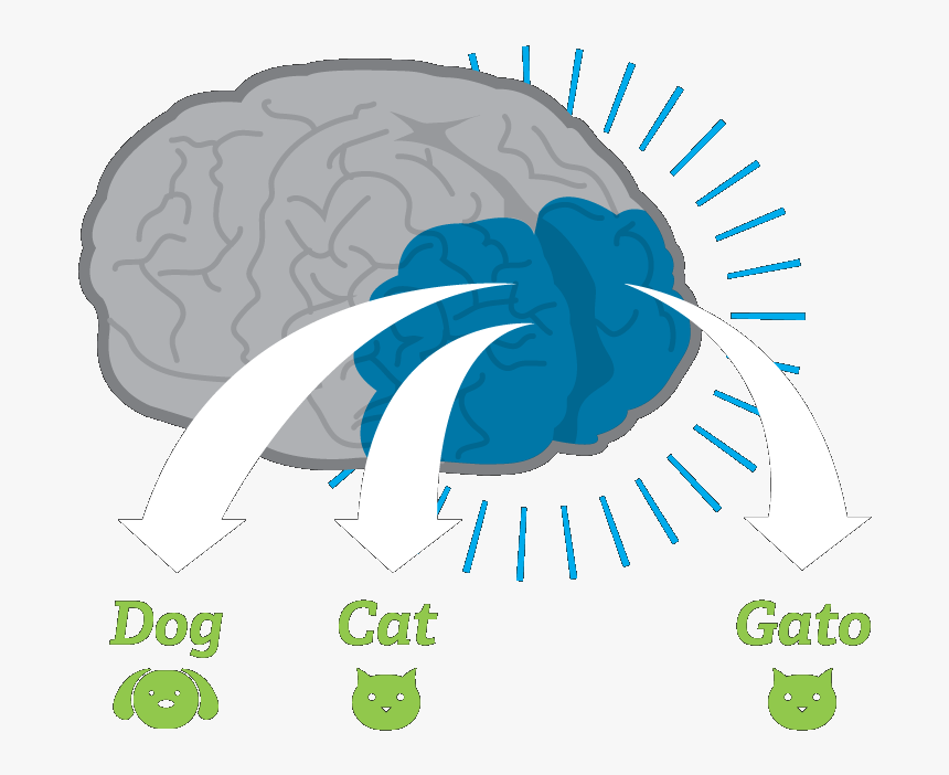 Brains Clipart Language - Kids Bilingual Brain, HD Png Download ...
