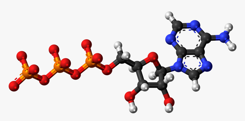 Adenosine Triphosphate Anion 3d Balls - Adenosine Triphosphate 3d Model ...