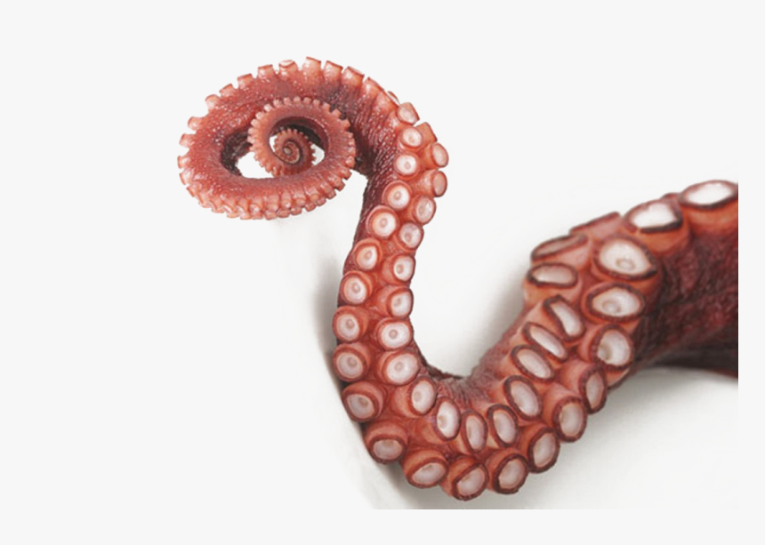 Octopus Png Image Transparent - Octopus Tentacles Transparent ...