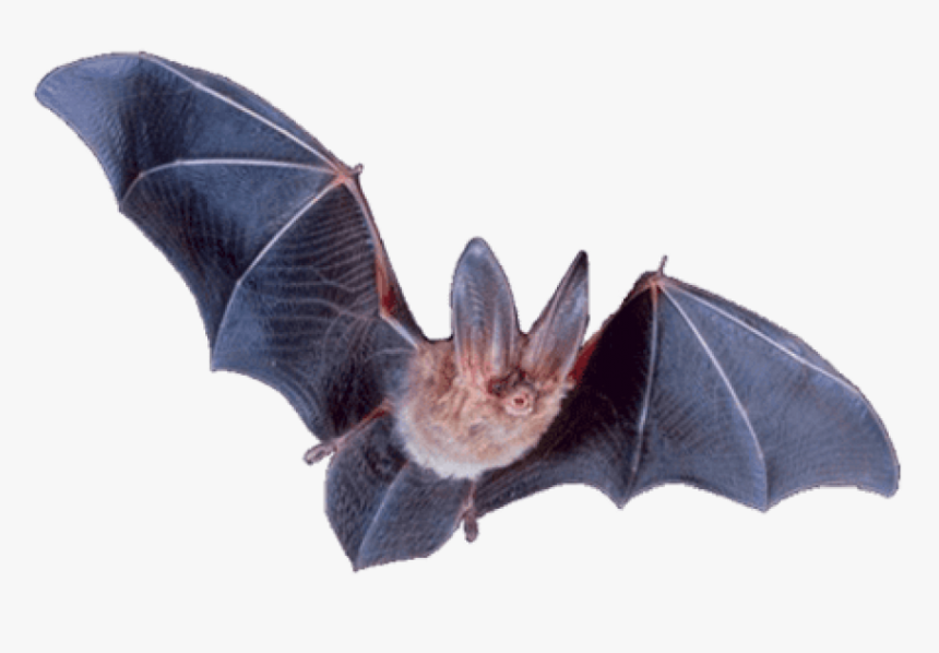 Transparent Background Vampire Bat Png, Png Download , Transparent Png ...