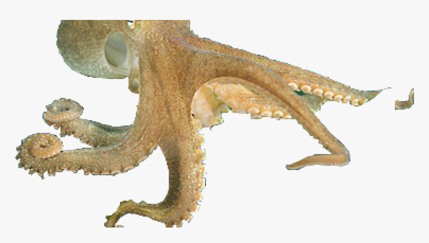 Octopus Png Free Download - Cephalopods Png, Transparent Png ...
