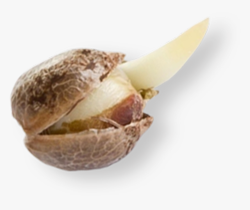 Acorn, HD Png Download , Transparent Png Image - PNGitem