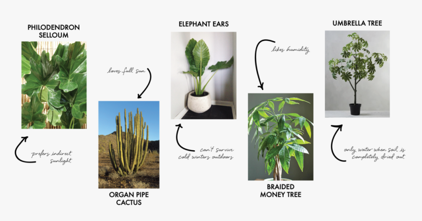 Design School Trees, HD Png Download , Transparent Png Image - PNGitem