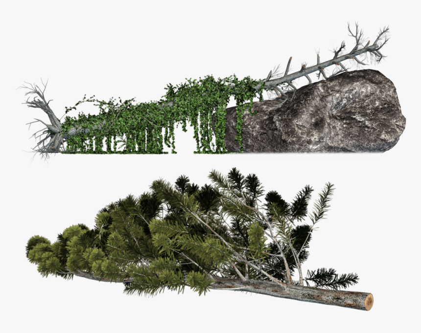 Fallen Christmas Tree Png, Transparent Png , Transparent Png Image ...