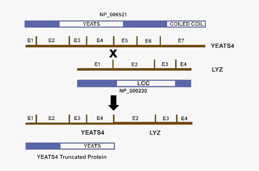 Vonderhaar Png, Transparent Png , Transparent Png Image - PNGitem