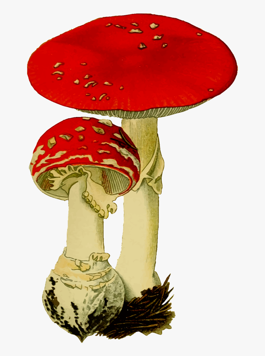 Fungi Transparent, HD Png Download , Transparent Png Image - PNGitem