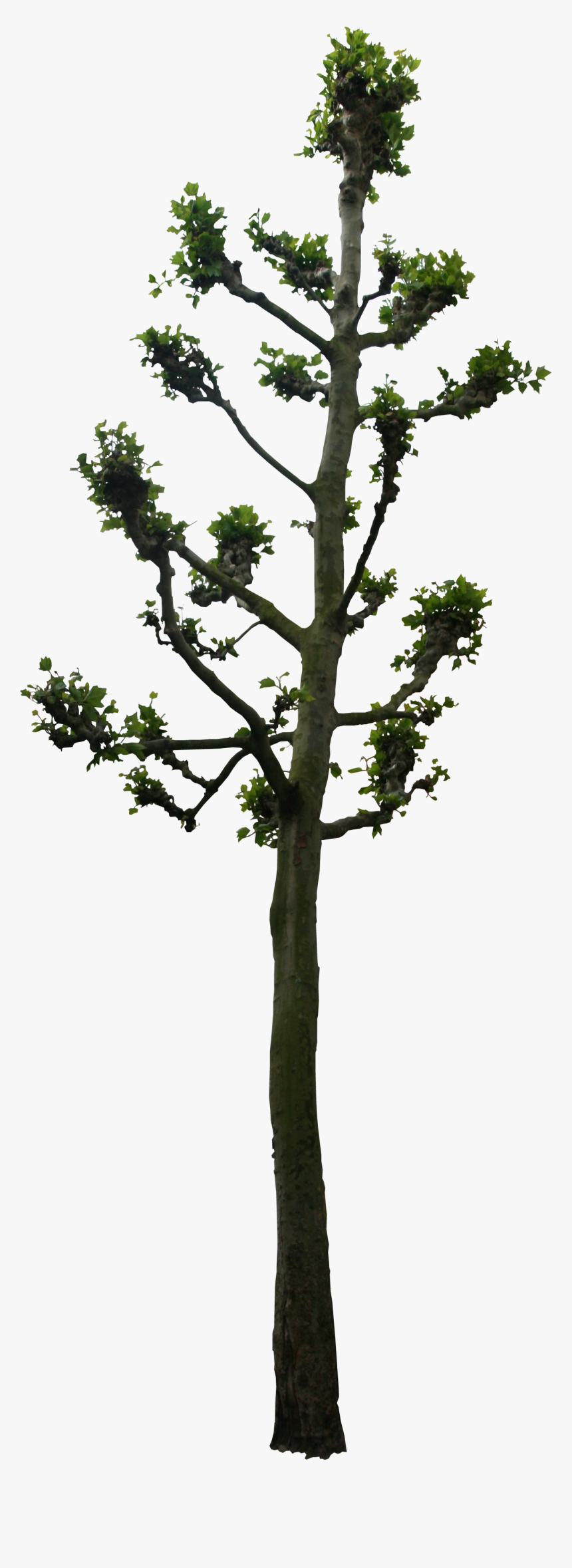 Tree Png File, Transparent Png , Transparent Png Image - PNGitem