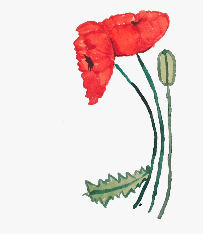 Poppy, HD Png Download , Transparent Png Image - PNGitem