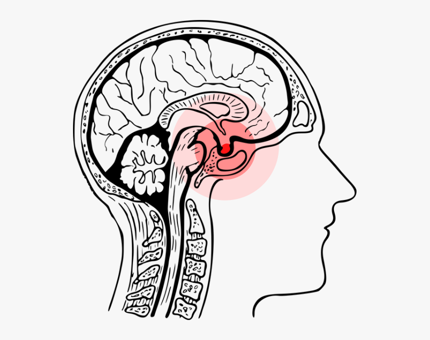 Amygdala - Human Brain Black And White, HD Png Download , Transparent ...