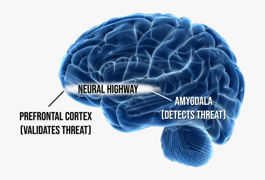 Amygdala Png, Transparent Png , Transparent Png Image - PNGitem