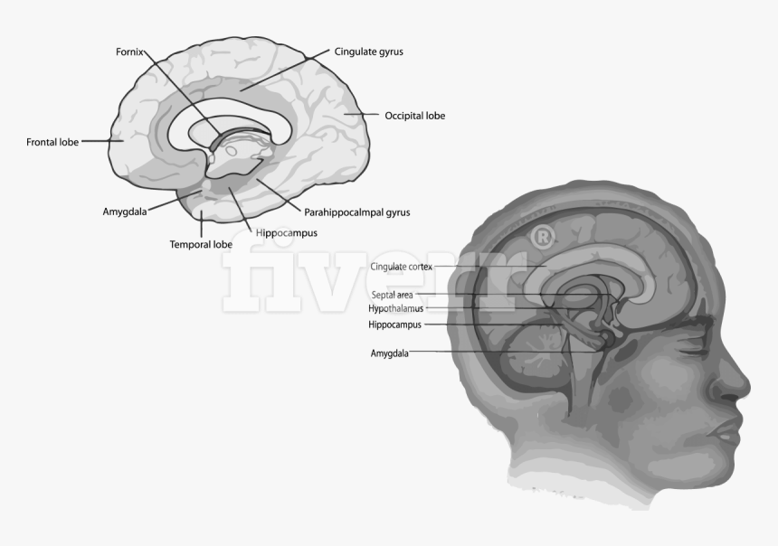 Hippocampus In Your Brain , Png Download - Brain Regions Limbic System ...