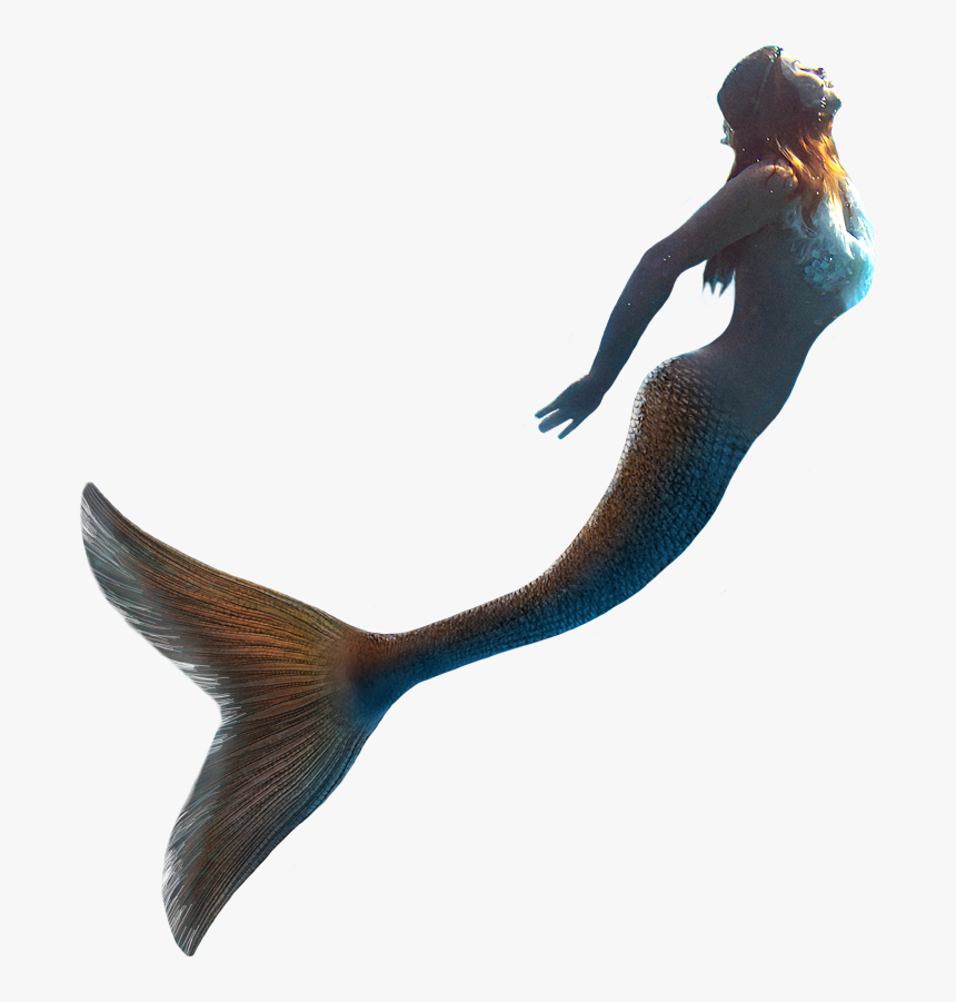 Little Mermaid Llc United Kingdom - Real Mermaid Transparent Png, Png ...