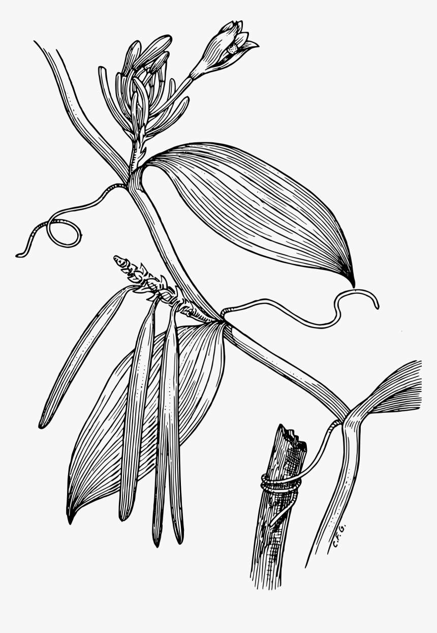 Vanilla, HD Png Download , Transparent Png Image - PNGitem