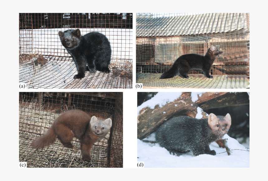 Black Sable Animal, HD Png Download , Transparent Png Image - PNGitem