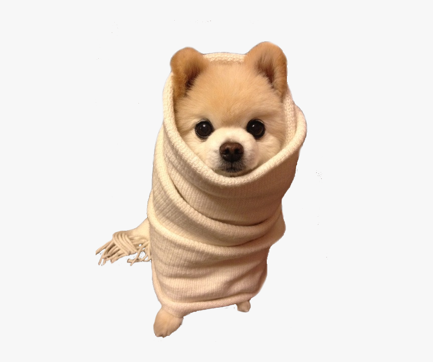 Animals Ready For Winter, HD Png Download , Transparent Png Image - PNGitem