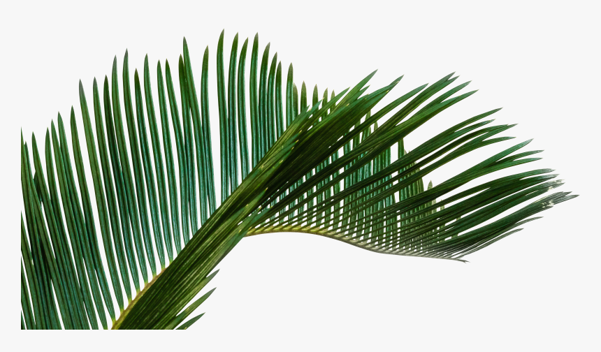 Pot Leaf.png, Transparent Png , Transparent Png Image - PNGitem