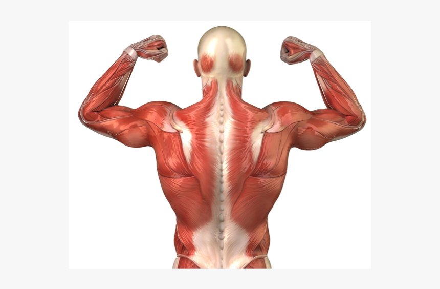 Wings In Human Body, HD Png Download , Transparent Png Image - PNGitem