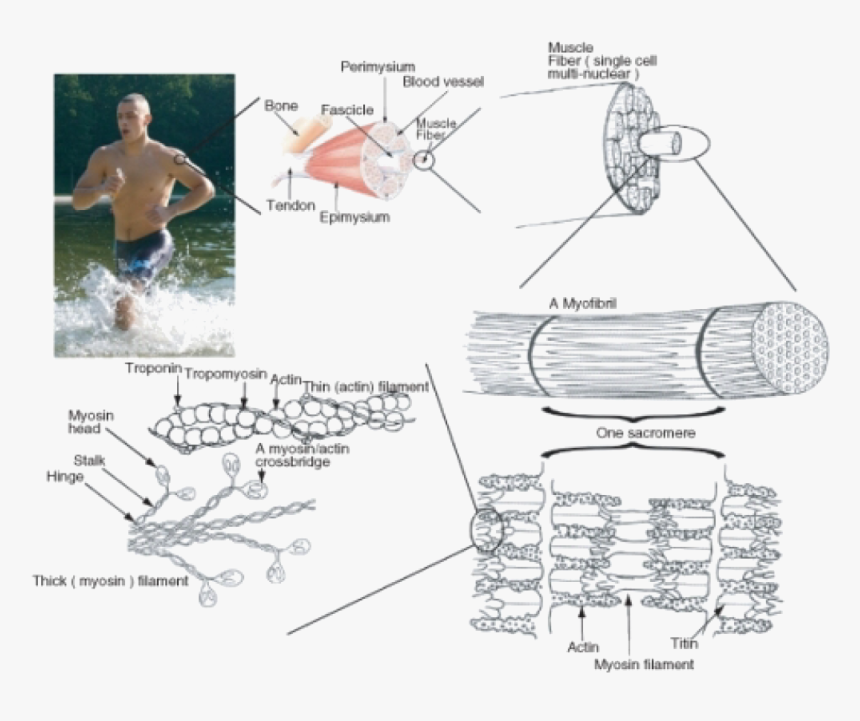 Diagram Of Skeletal Muscle, HD Png Download , Transparent Png Image ...