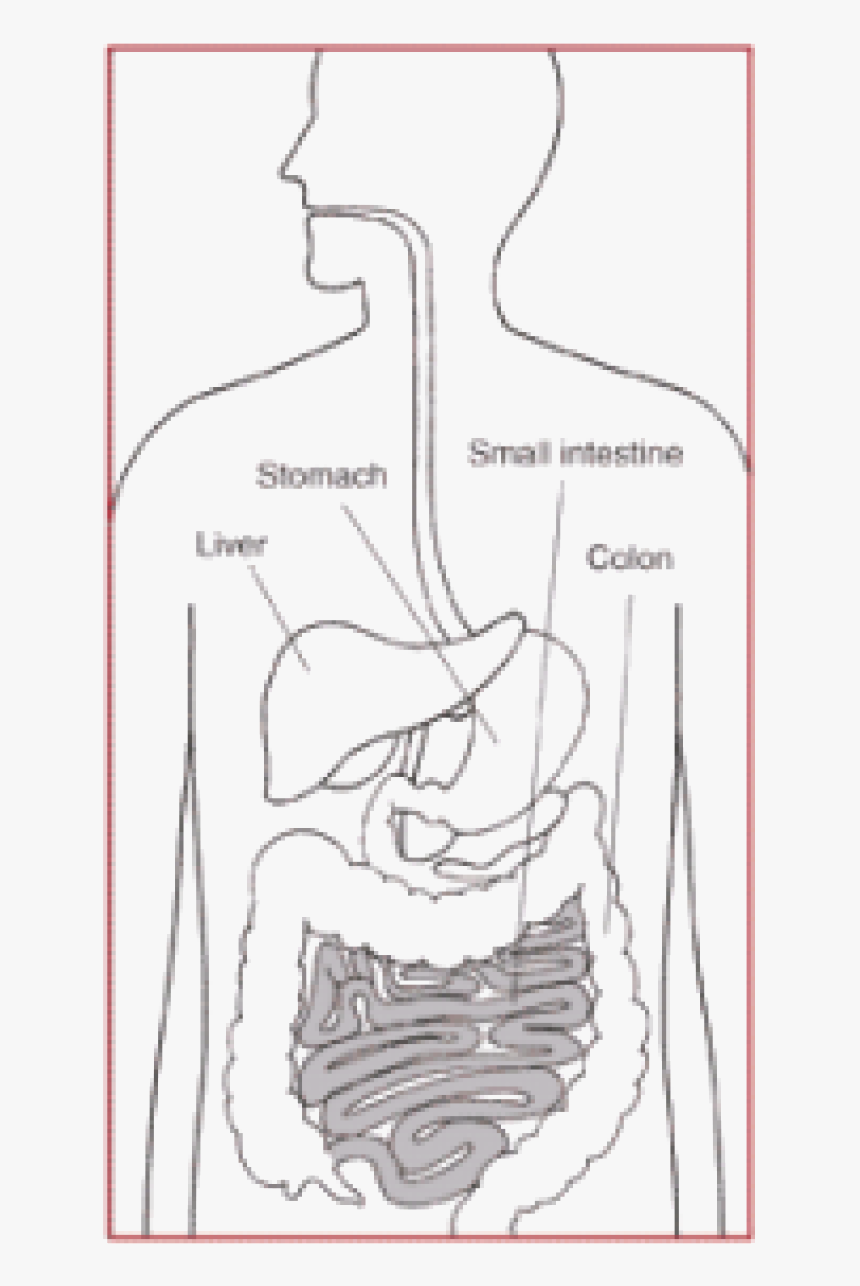 Digestive System, HD Png Download , Transparent Png Image - PNGitem