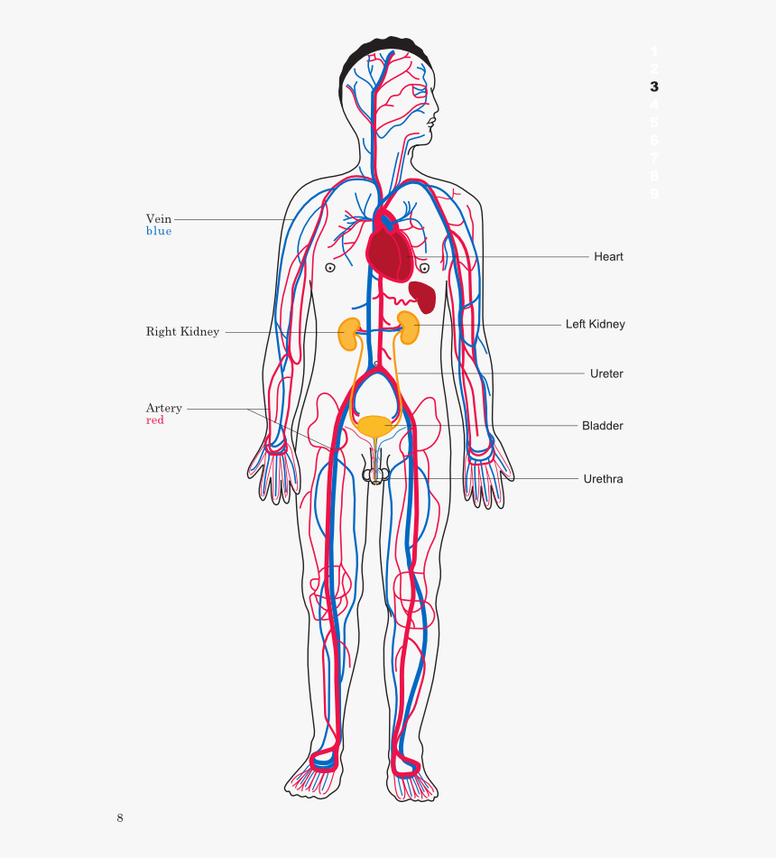 Body Map Of Circulatory System, HD Png Download , Transparent Png Image ...