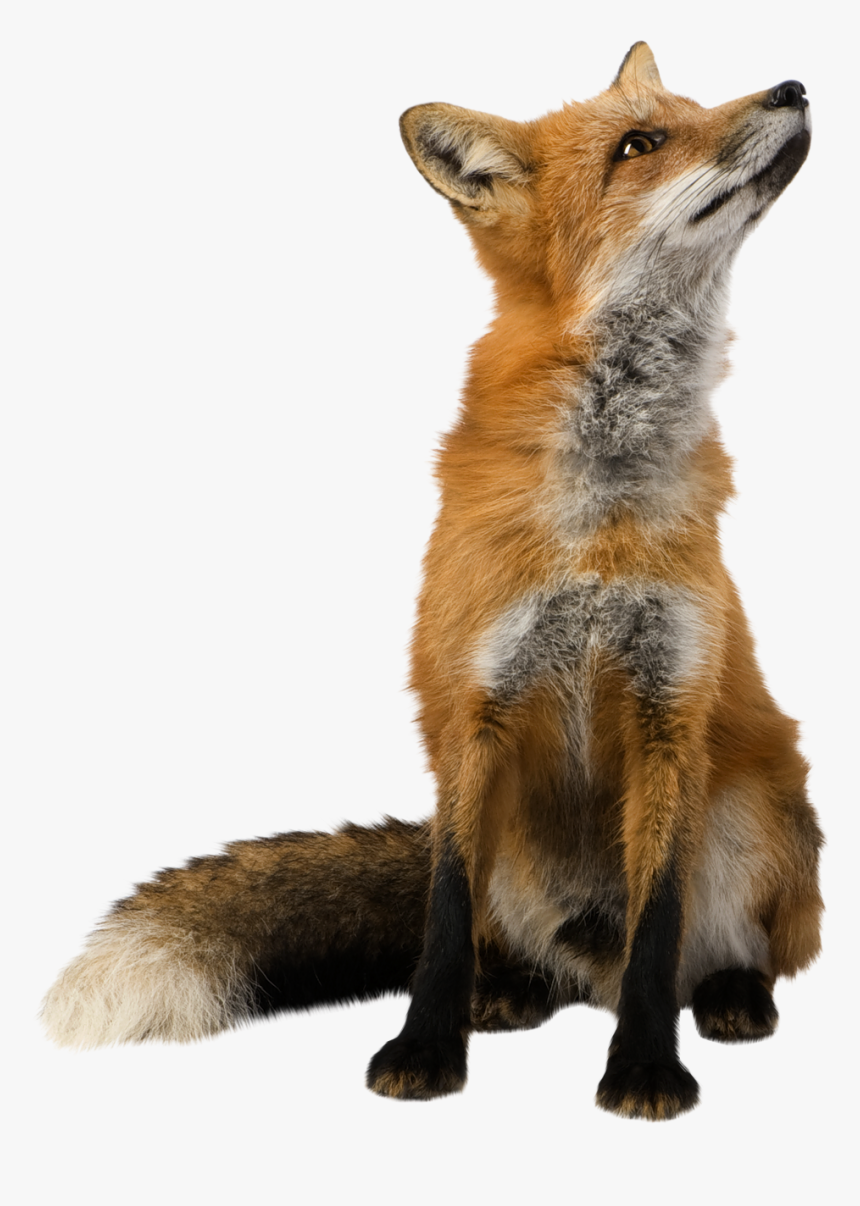 Fox Other Side Png - Fox Png, Transparent Png , Transparent Png Image ...