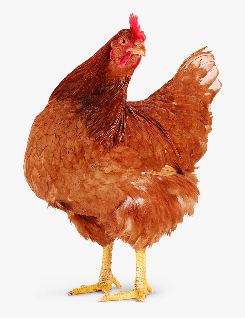 Red Chicken Png - Humane Farm Animal Care Chickens, Transparent Png ...