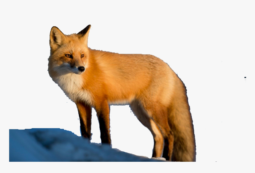 Fox Png Free Background - Red Fox, Transparent Png , Transparent Png ...
