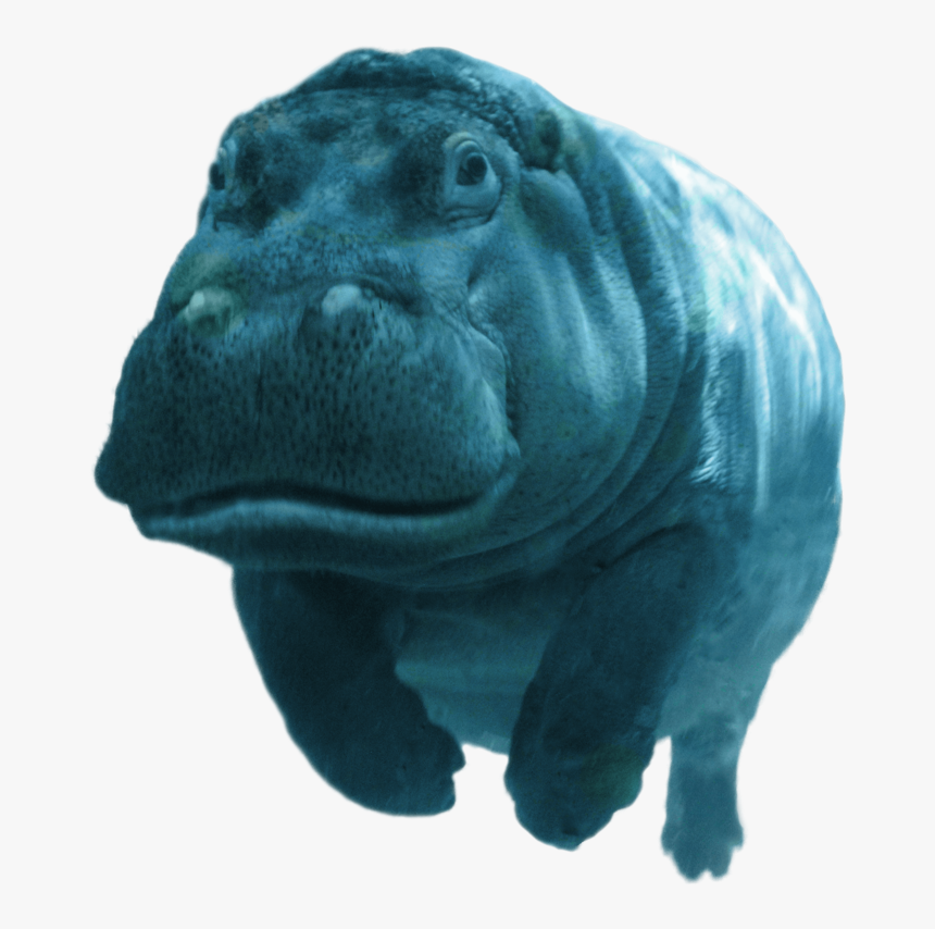 Genny Swimming - Hippopotamus, HD Png Download , Transparent Png Image ...