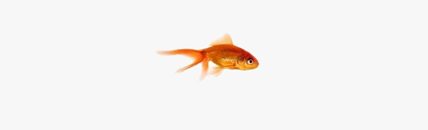 Garibaldi (fish), HD Png Download , Transparent Png Image - PNGitem