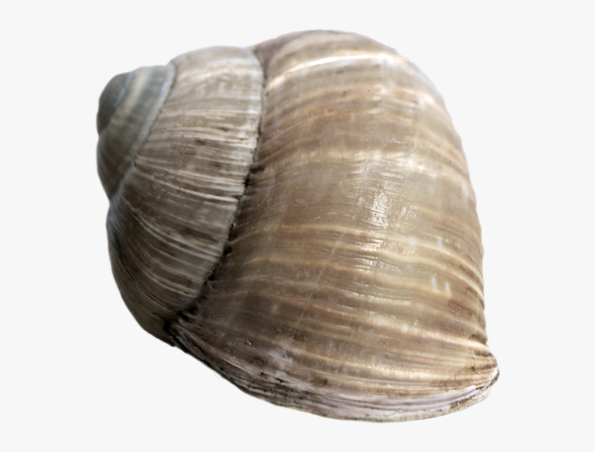 Thumb Image - Snail Shell No Background, HD Png Download , Transparent ...