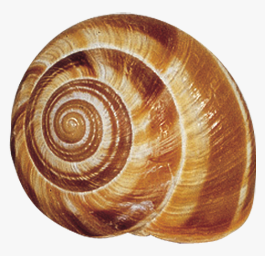 Snail Shell Transparent Background, HD Png Download , Transparent Png ...
