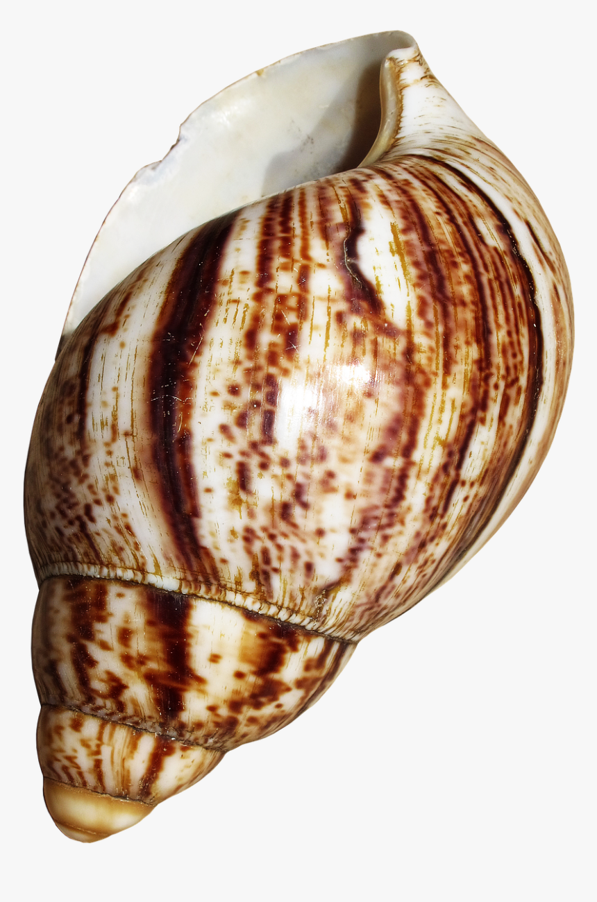 Shell Snail Achatina Fulica Free Photo - Gastropod Shell, HD Png ...