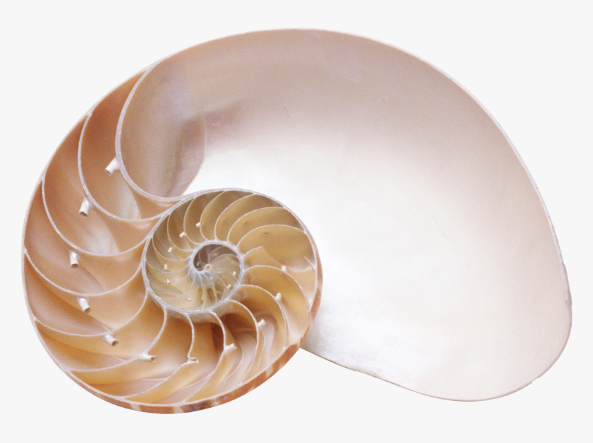 Seashell Png - Nautilus Png, Transparent Png , Transparent Png Image ...