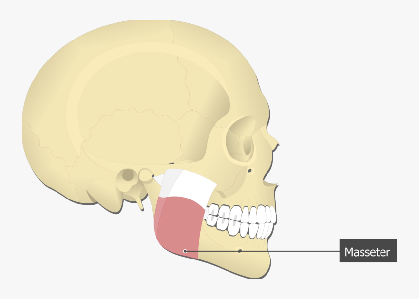 Masseter Muscle Attached To The Skull Alone - Temporalis Muscle Origin ...