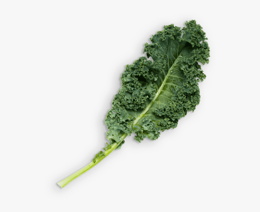 Kale - Lacinato Kale, HD Png Download , Transparent Png Image - PNGitem
