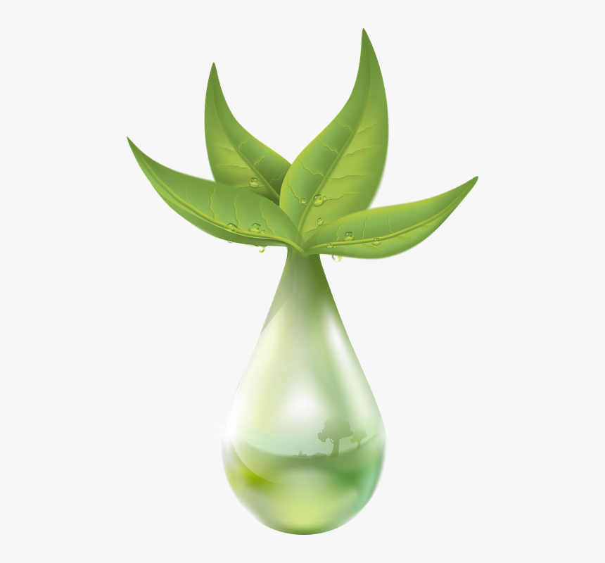 Extraction Of Plant, HD Png Download , Transparent Png Image - PNGitem