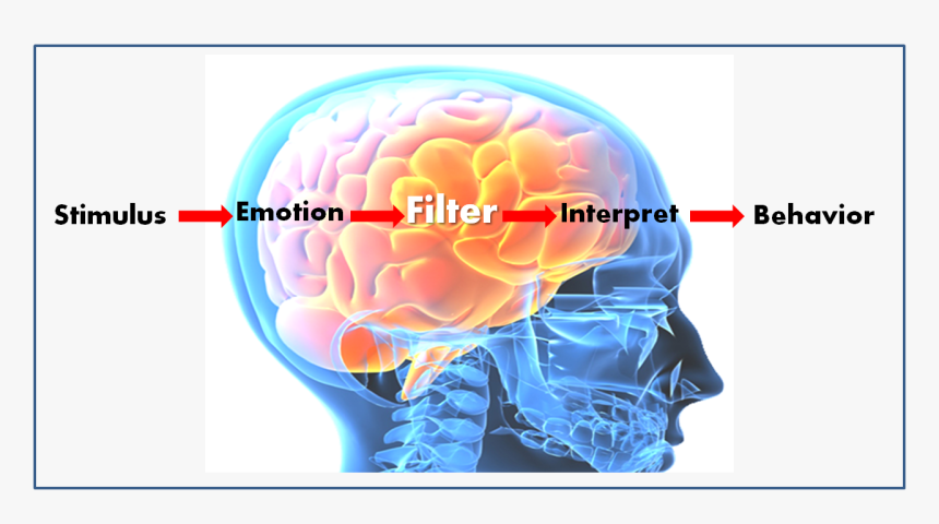 Brain Emotional Intelligence, HD Png Download , Transparent Png Image ...