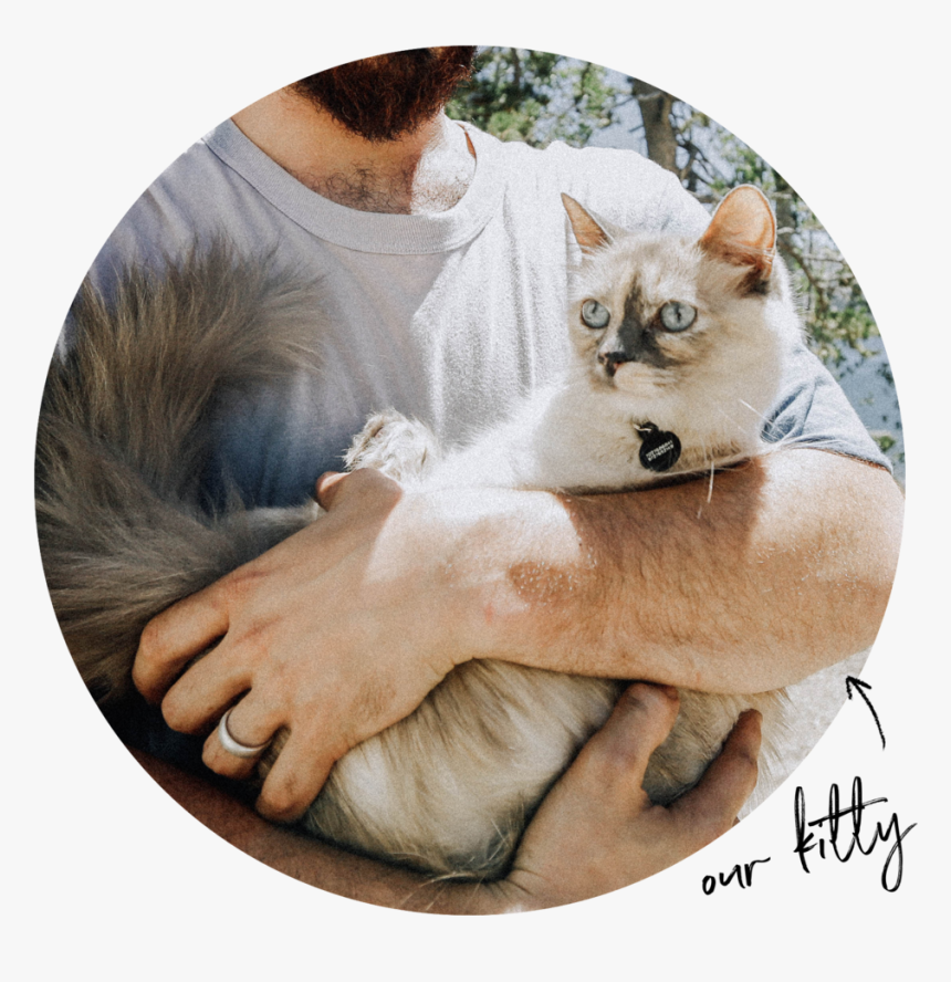 Kitty - Paw, HD Png Download , Transparent Png Image - PNGitem